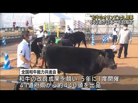 Once every five years, 440 Wagyu Olympics aim to be number one in Japan ...