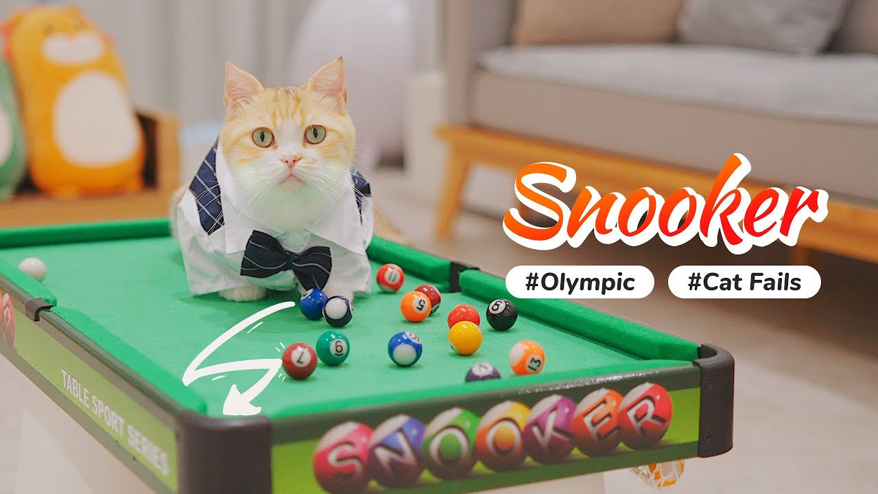 Cat Snooker Unbelievable Shots - Olympurk Games (Cat Olympic Games ...